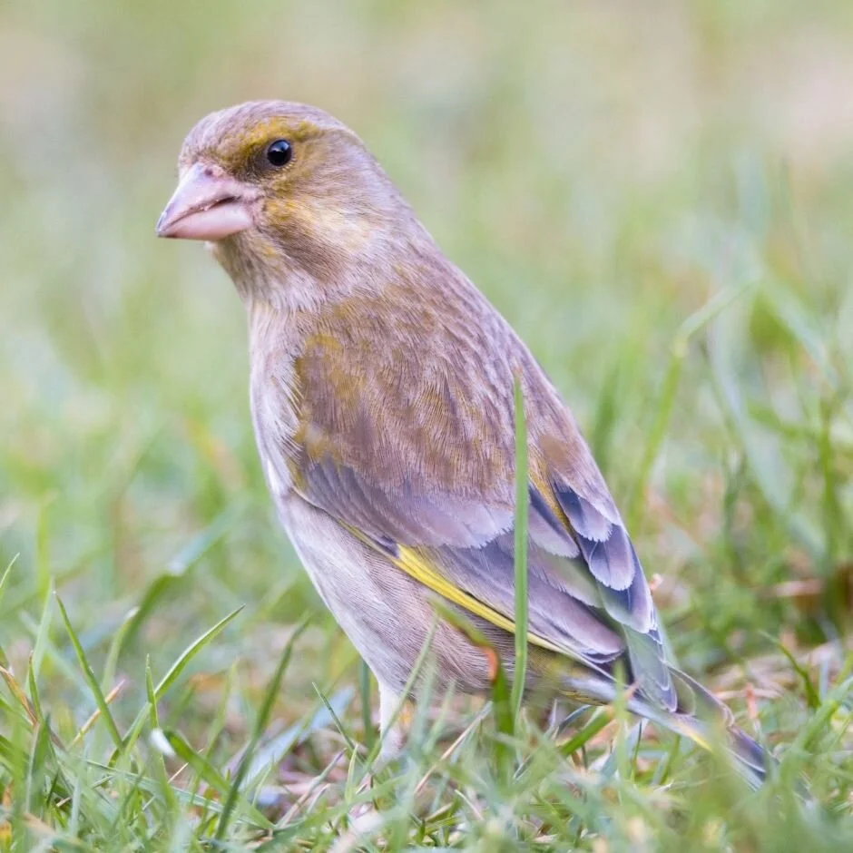 Greenfinch | Kohab Bird Guide — Kohab