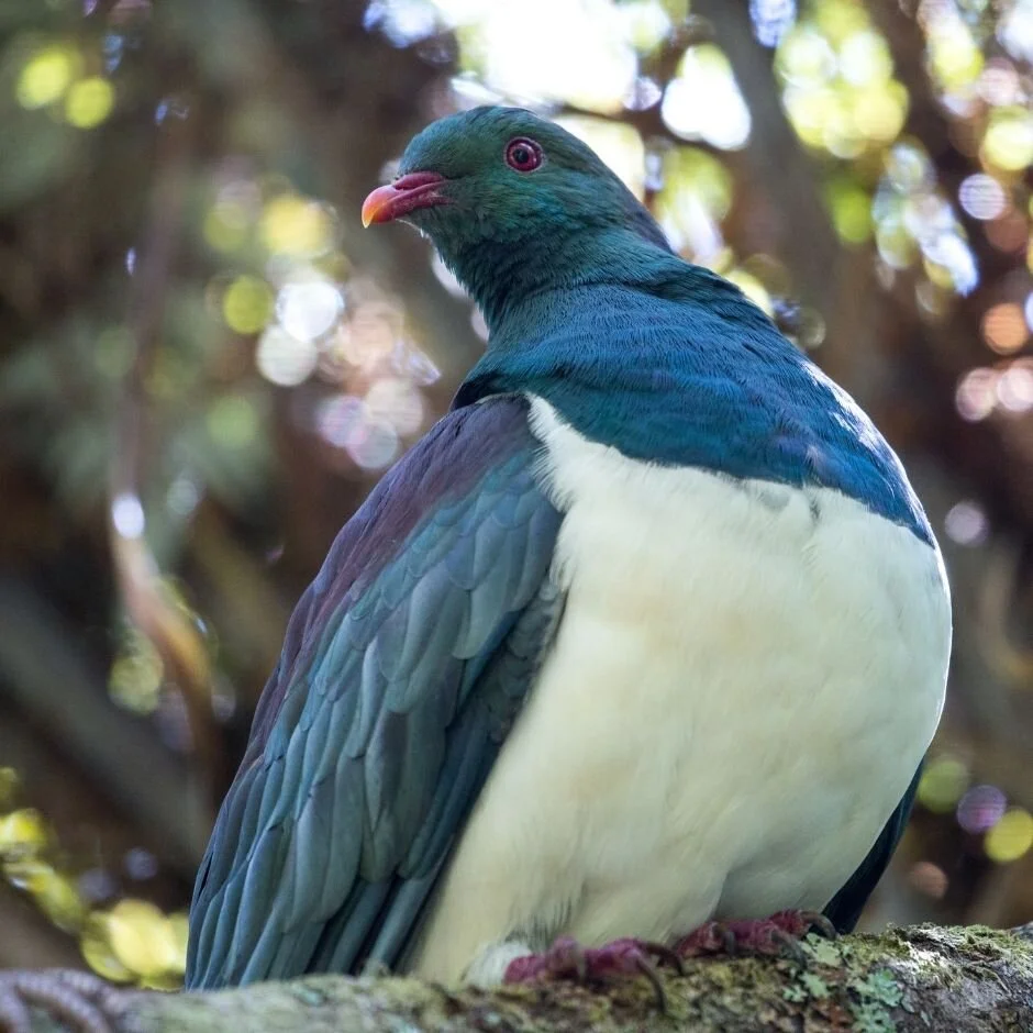 NZ Pigeon - Kereru | Kohab Bird Guide — Kohab