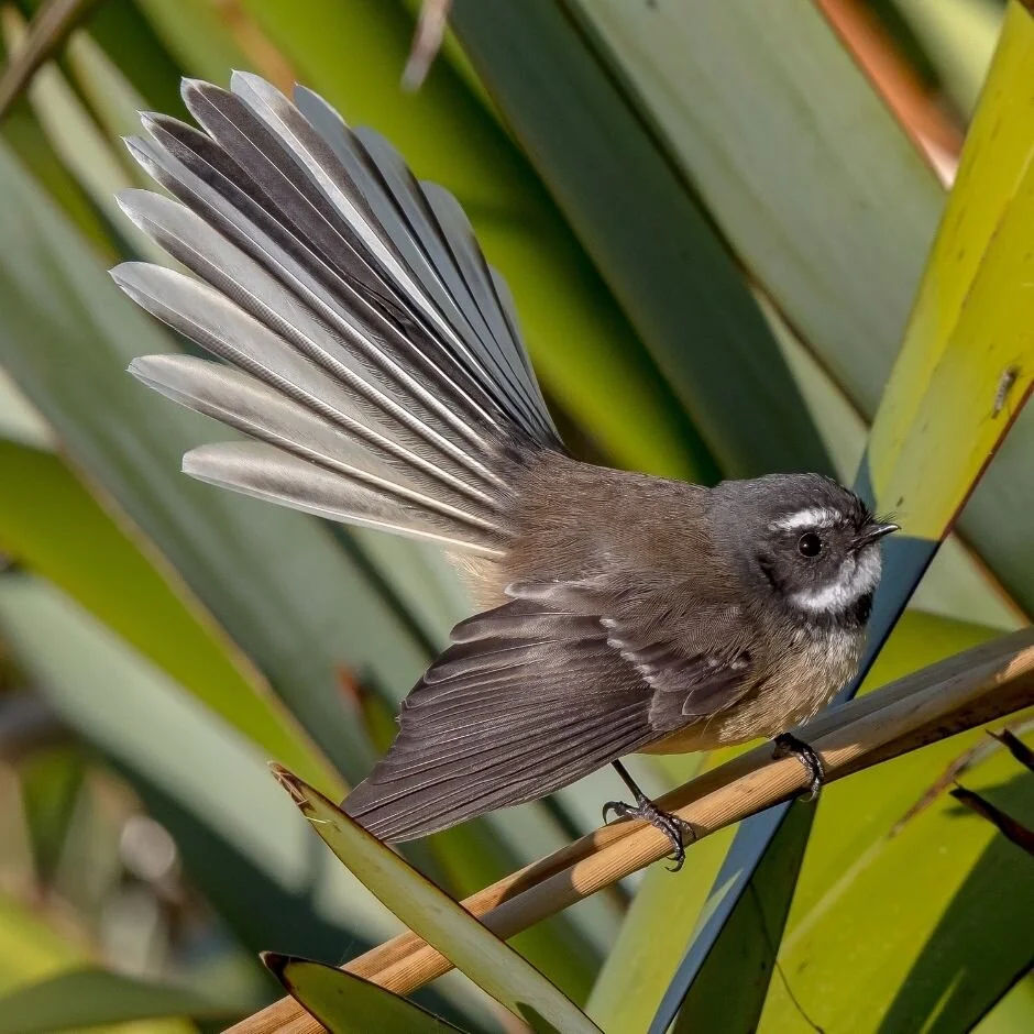 How to Feed Native Birds in NZ Gardens | Kohab Life — Kohab