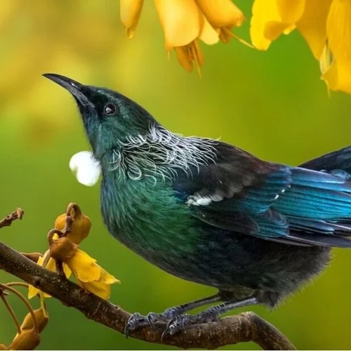 Tui - Tūī - | Kohab Bird Guide — Kohab