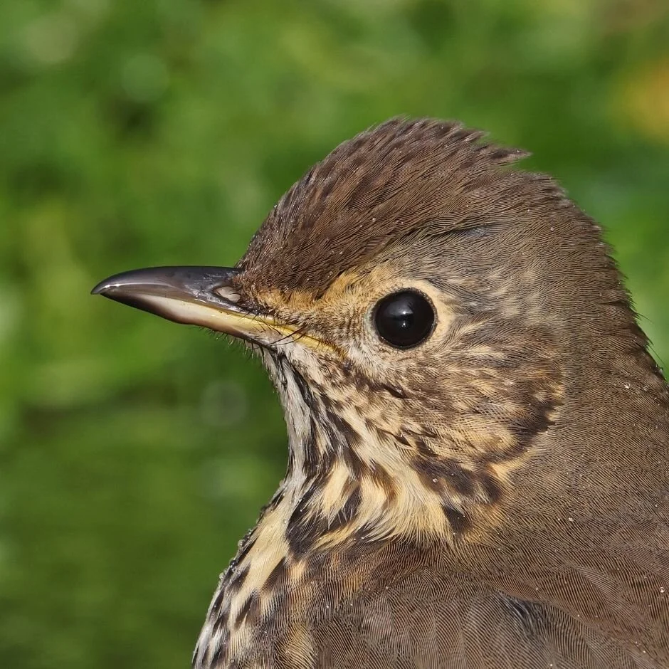 Song Thrush | Kohab Bird Guide — Kohab