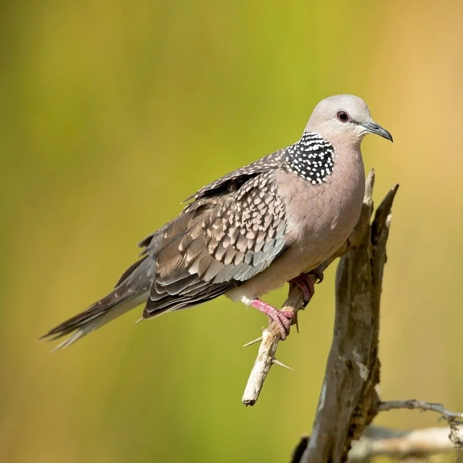 Spotted Dove | Kohab Bird Guide — Kohab