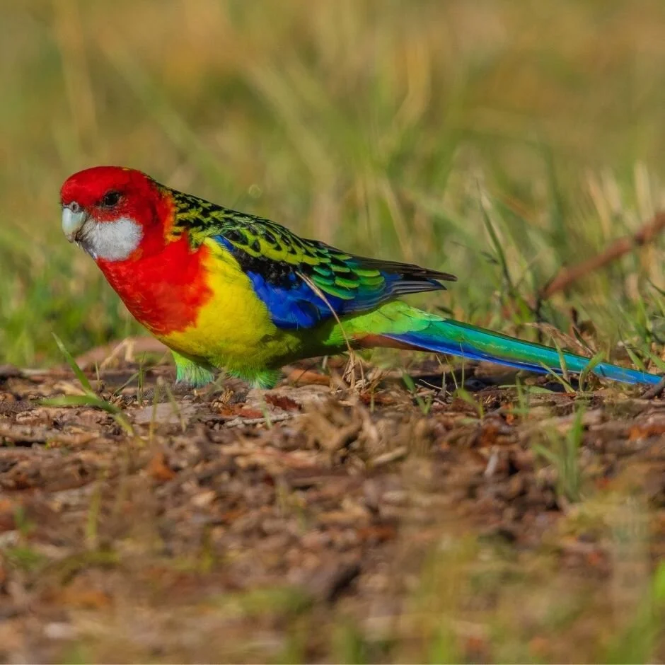 Eastern Rosella | Kohab Bird Guide — Kohab