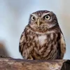 Morepork - Ruru | Kohab Bird Guide — Kohab