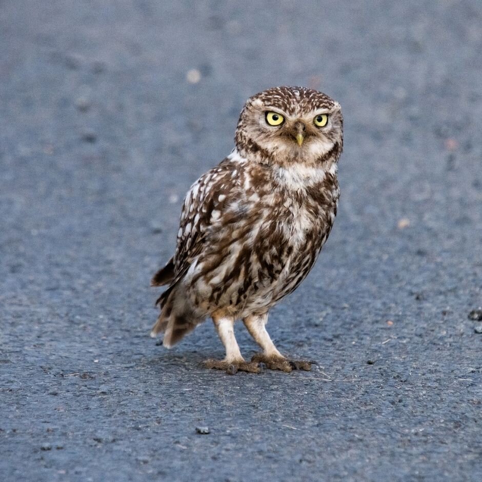 Little Owl | Kohab Bird Guide — Kohab