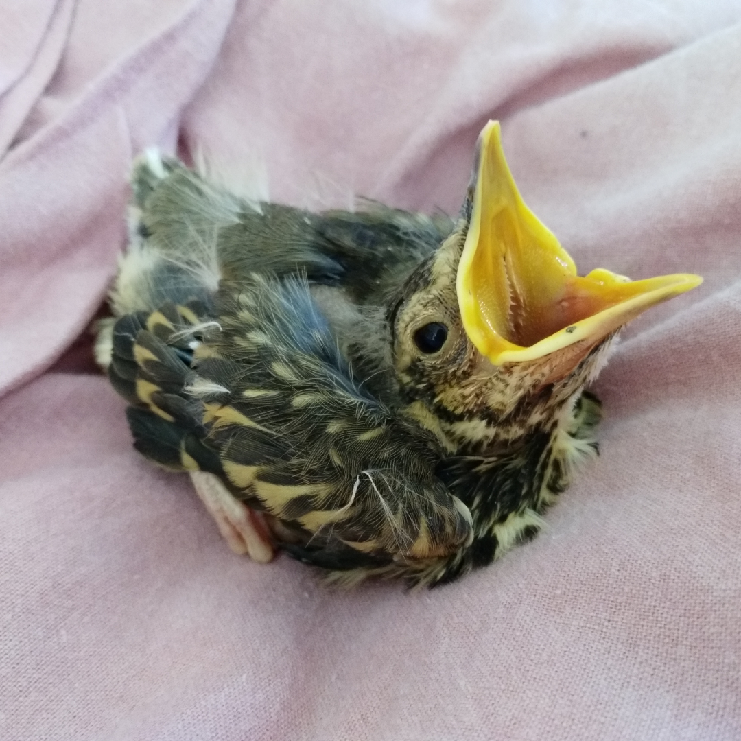 What to do if you find a baby bird? — Kohab