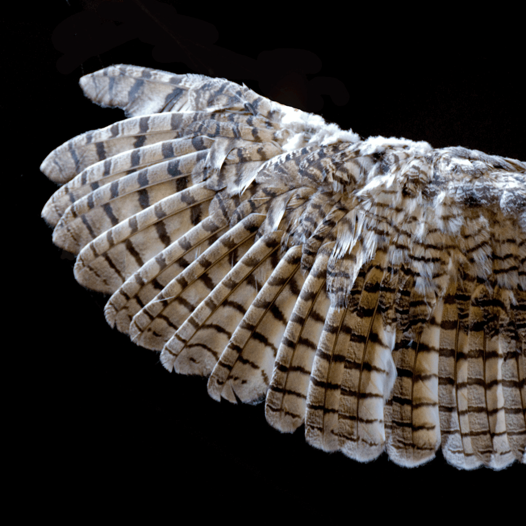 How Bird Feathers Work | Kohab Life Explained — Kohab