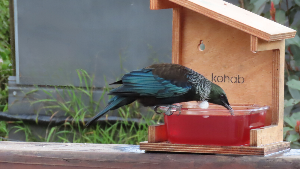 The best Tui nectar feeder — Kohab