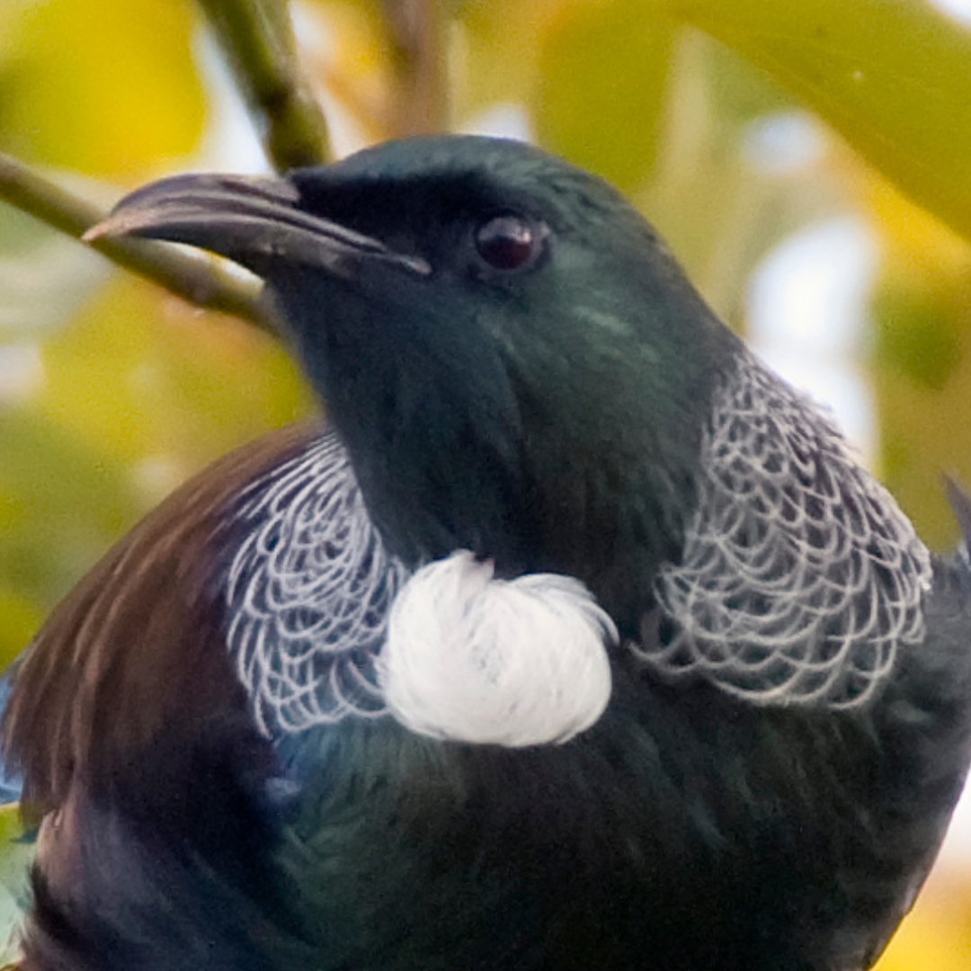 Tūī Mating Rituals & Behaviour | Kohab Life Guide — Kohab