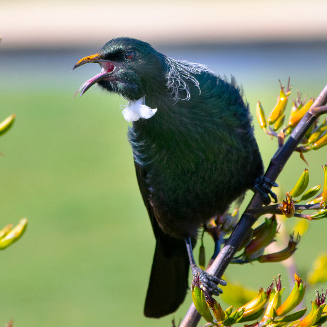 Tūī Mating Rituals & Behaviour | Kohab Life Guide — Kohab