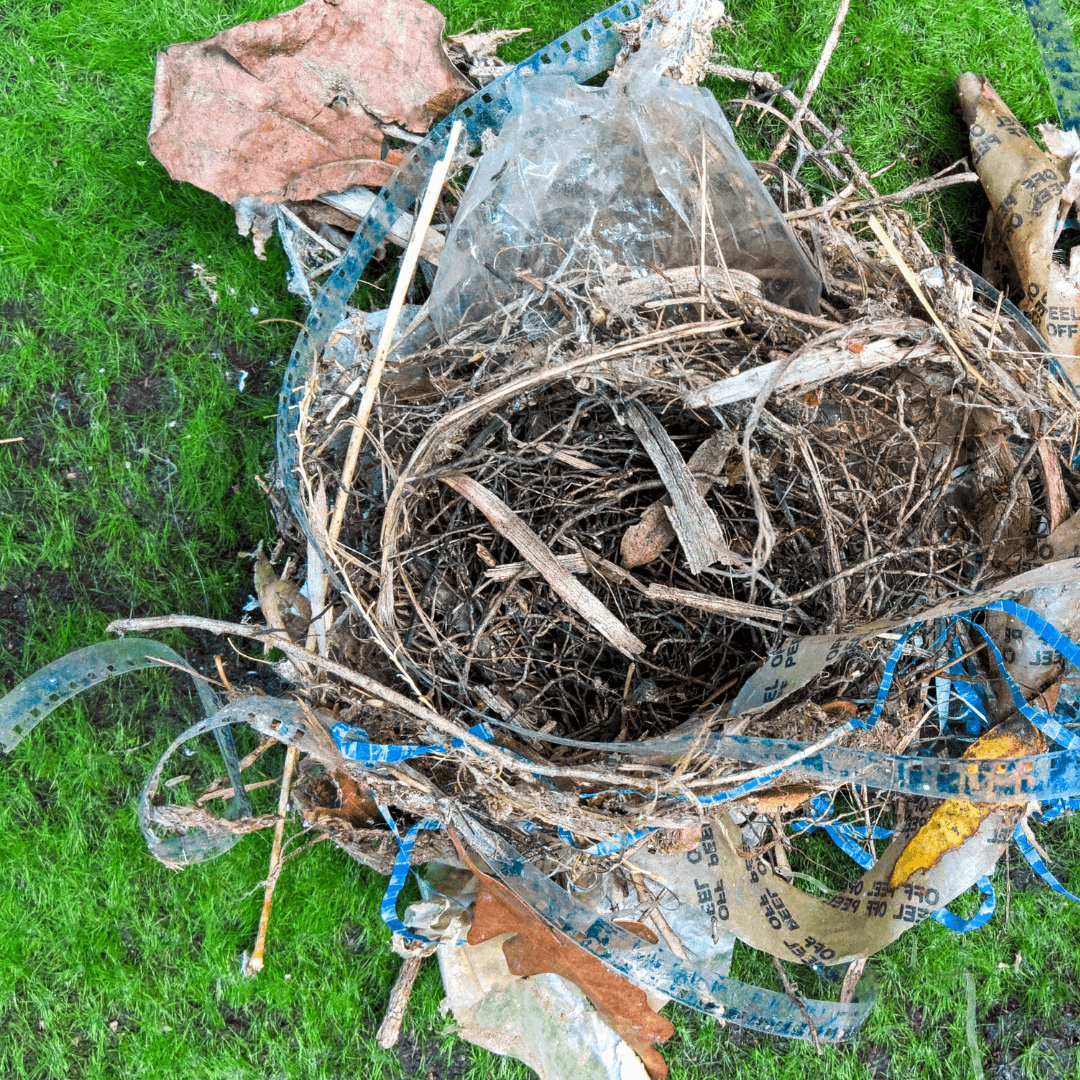 Support NZ garden birds during nesting season — Kohab