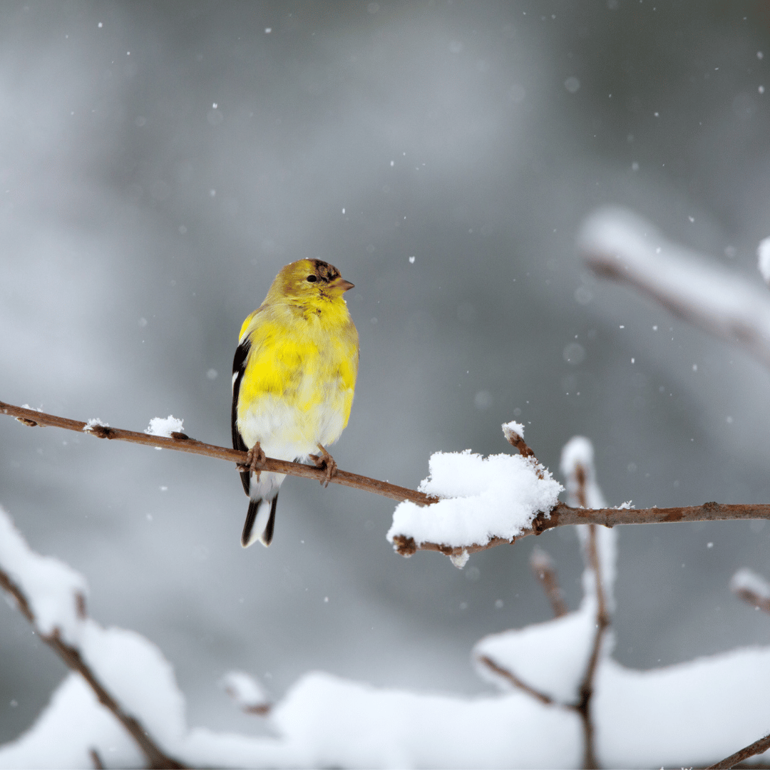 How NZ Birds Keep Warm in Winter | Kohab Life — Kohab