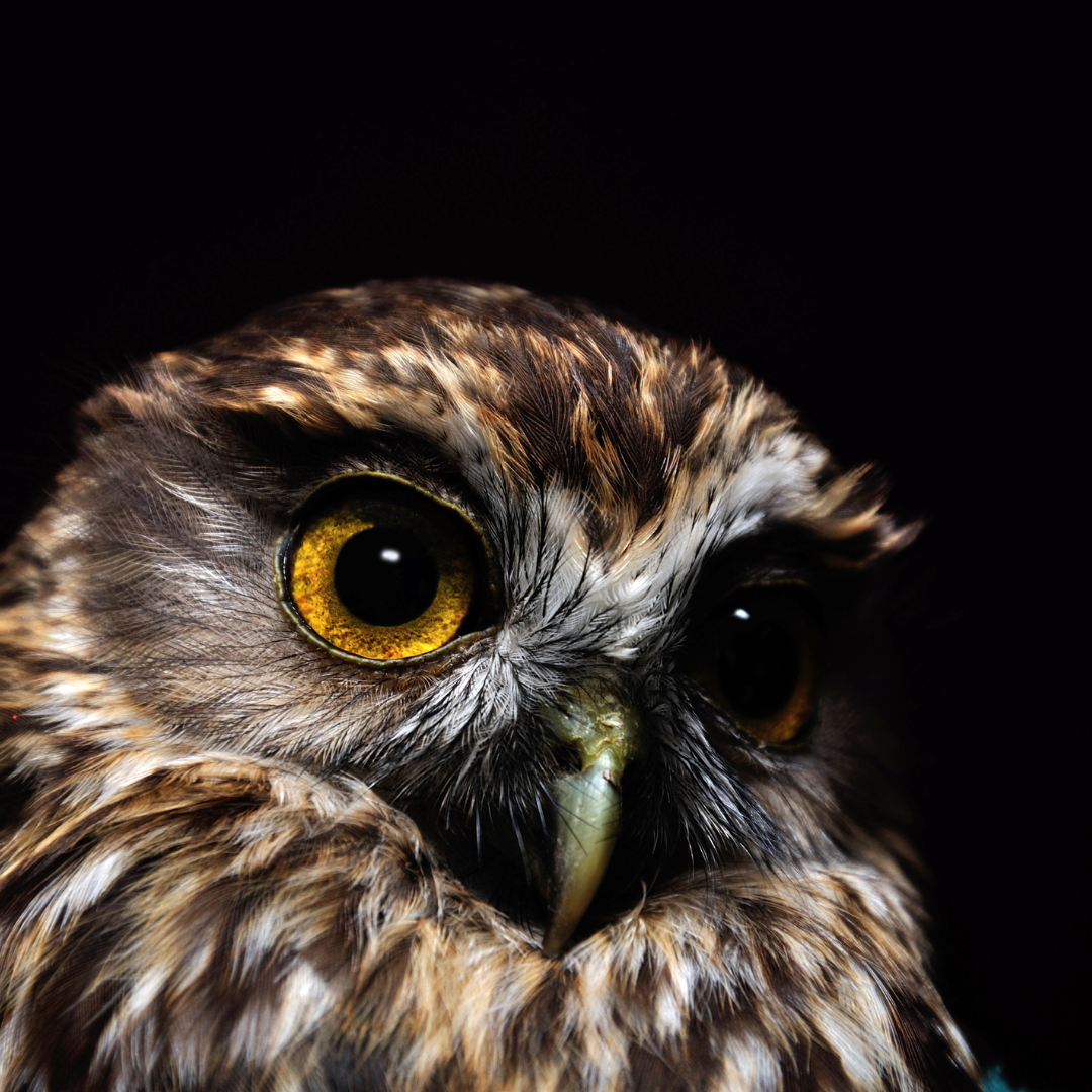 Ruru (Morepork) Facts & Info | Kohab Life — Kohab