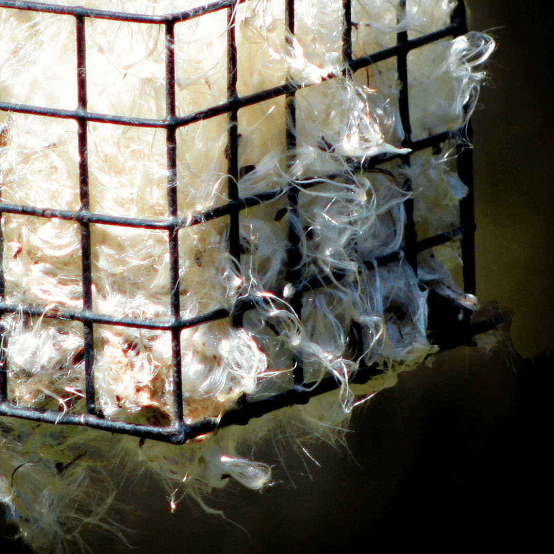 Support NZ garden birds during nesting season — Kohab