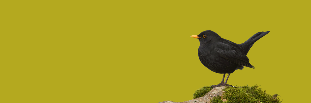 Bird Feeding FAQs - Kohab Bird Feeding FAQs — Kohab