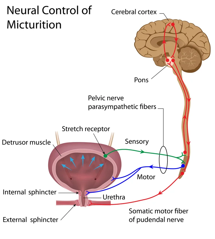 How to Keep Your Urinary System Healthy: Bladder Basics, Tips & Tricks ...
