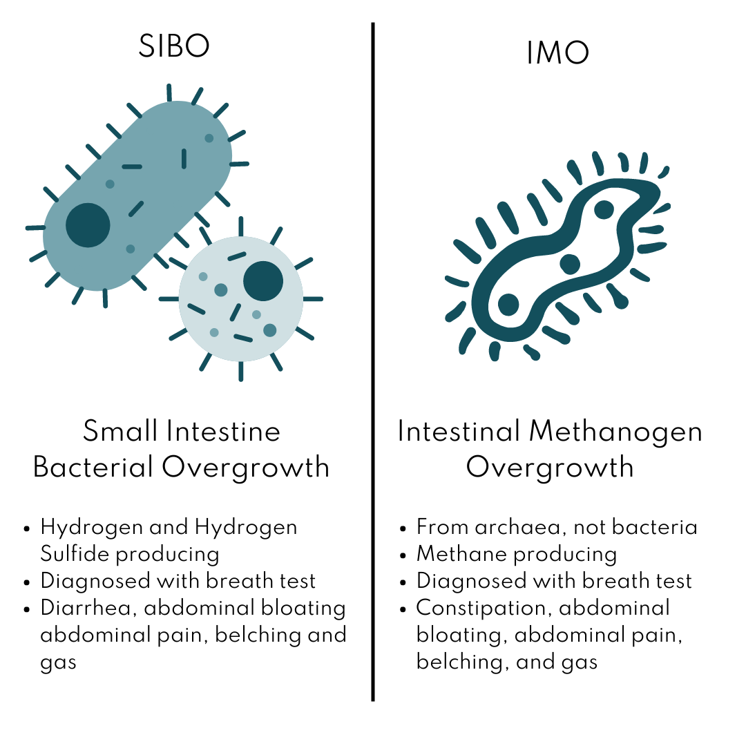 IBS and SIBO - What a pelvic health provider needs to know — Bethany's ...