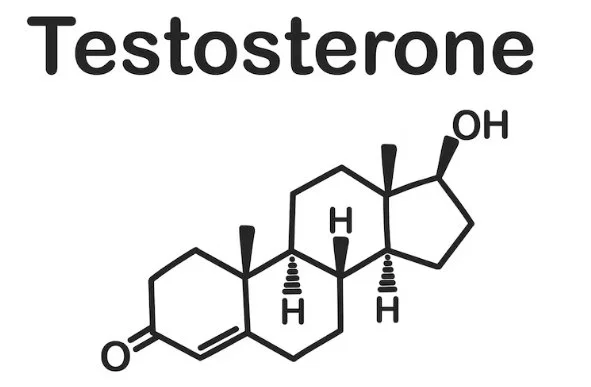 Testosterone and Your Bone Density — Blue Skye HealthBlue Skye Health ...