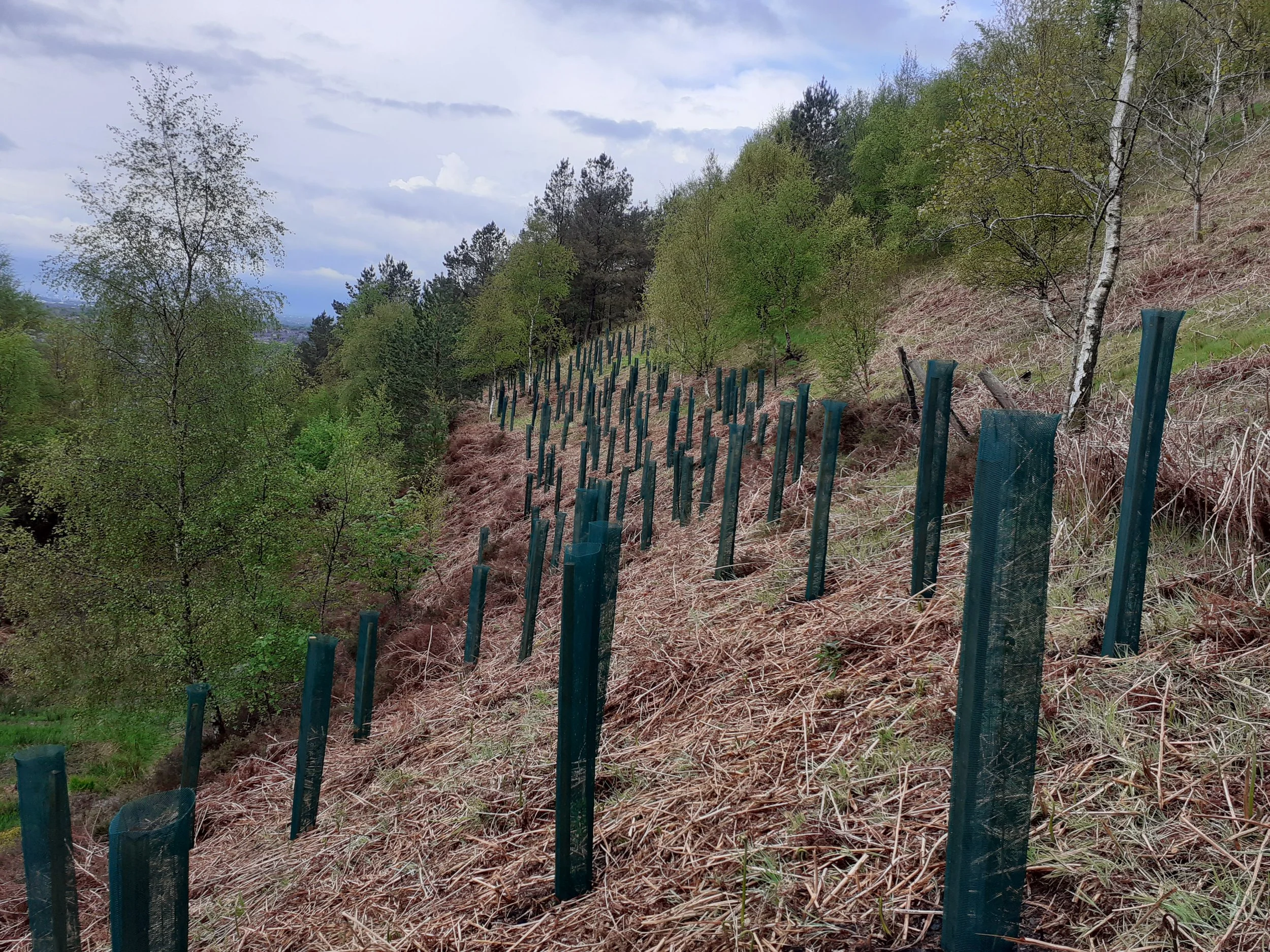 Trees for Climate — England's Community Forests