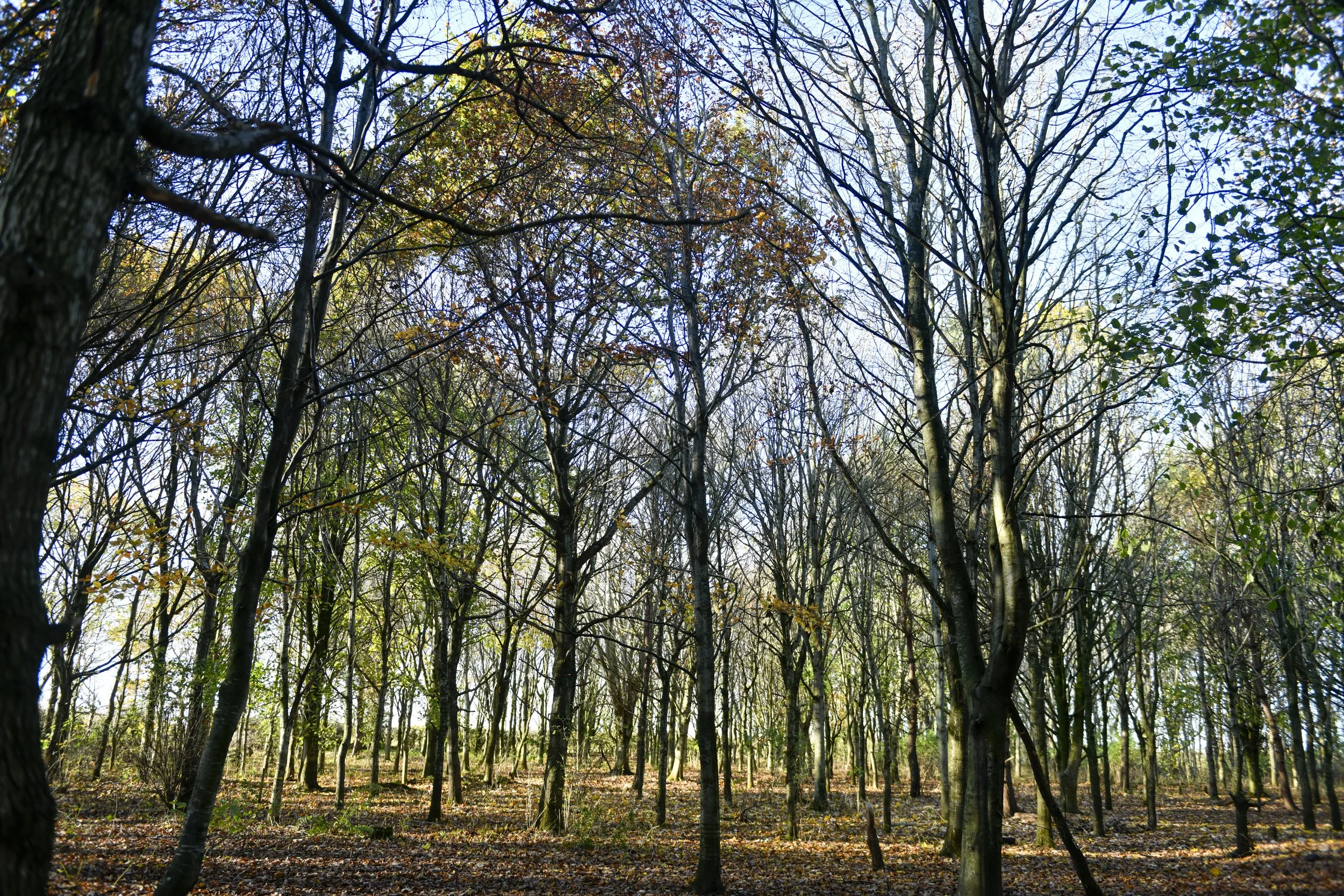 England's Community Forests