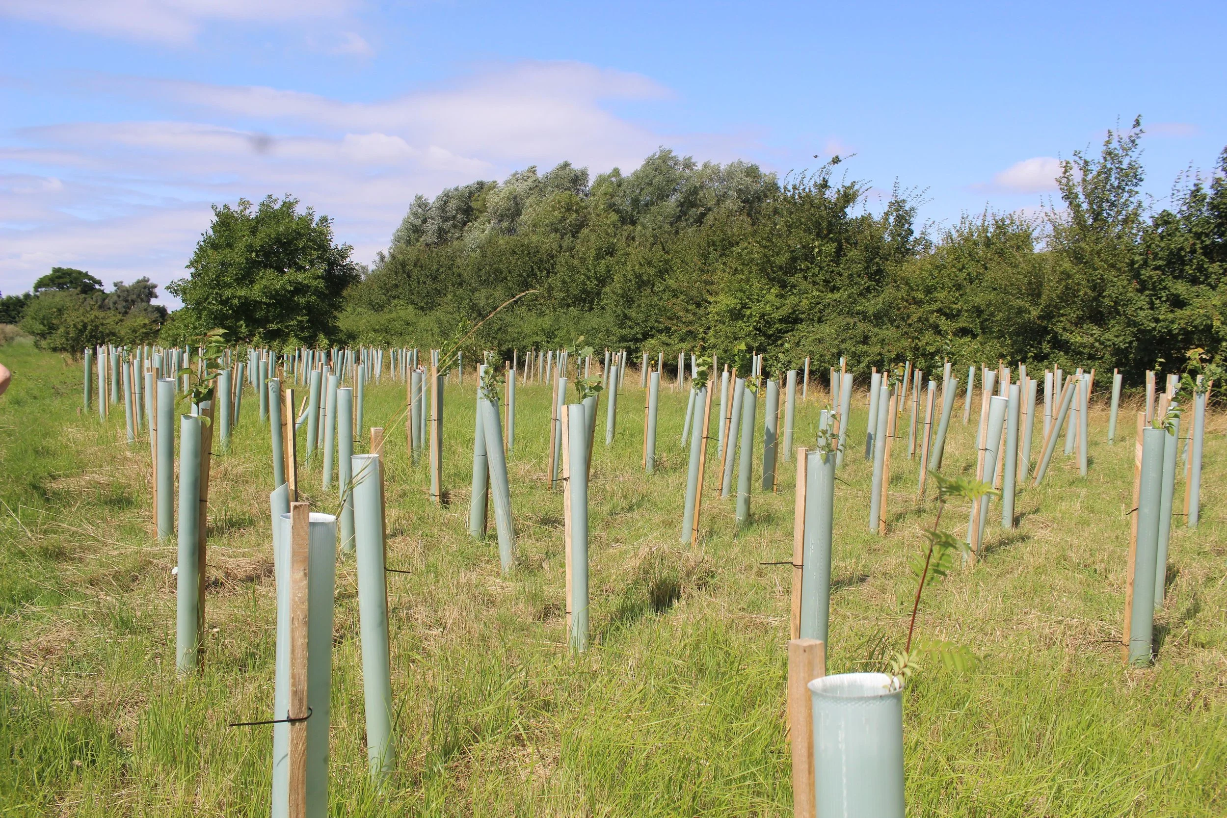 Trees for Climate — England's Community Forests