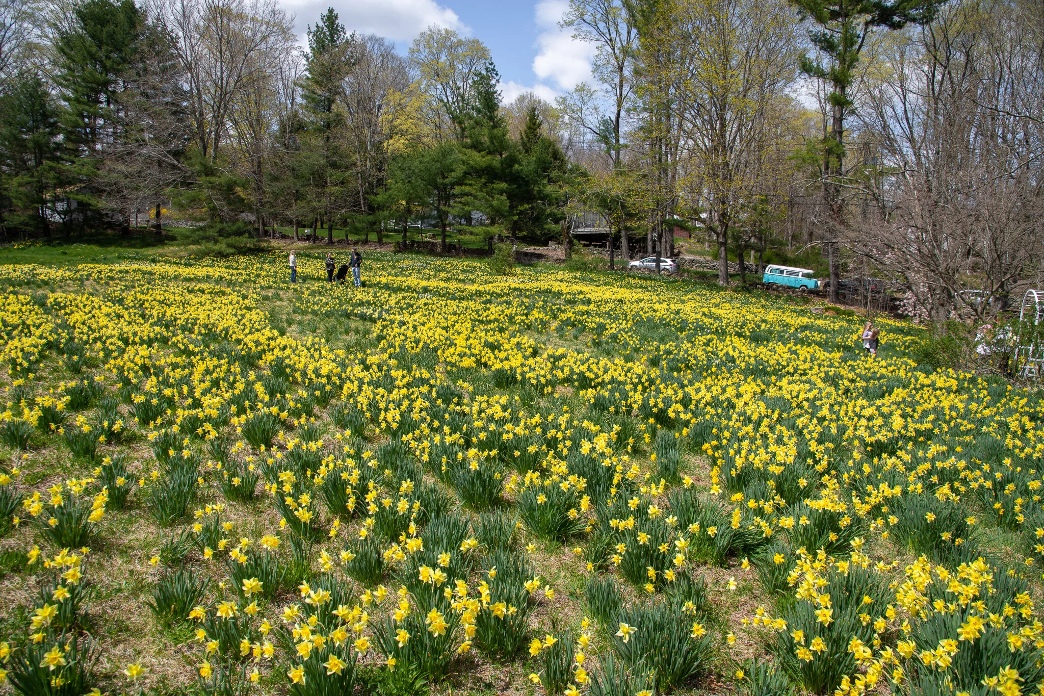 Venture North to Redding’s Daffodil Field: a Love Story for Everyone ...