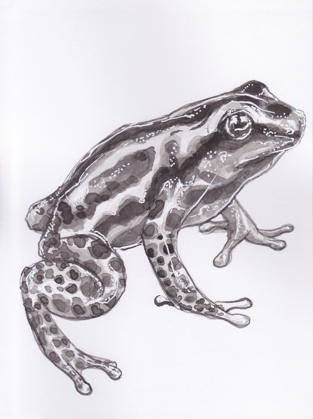 Poison Dart Frog Drawing