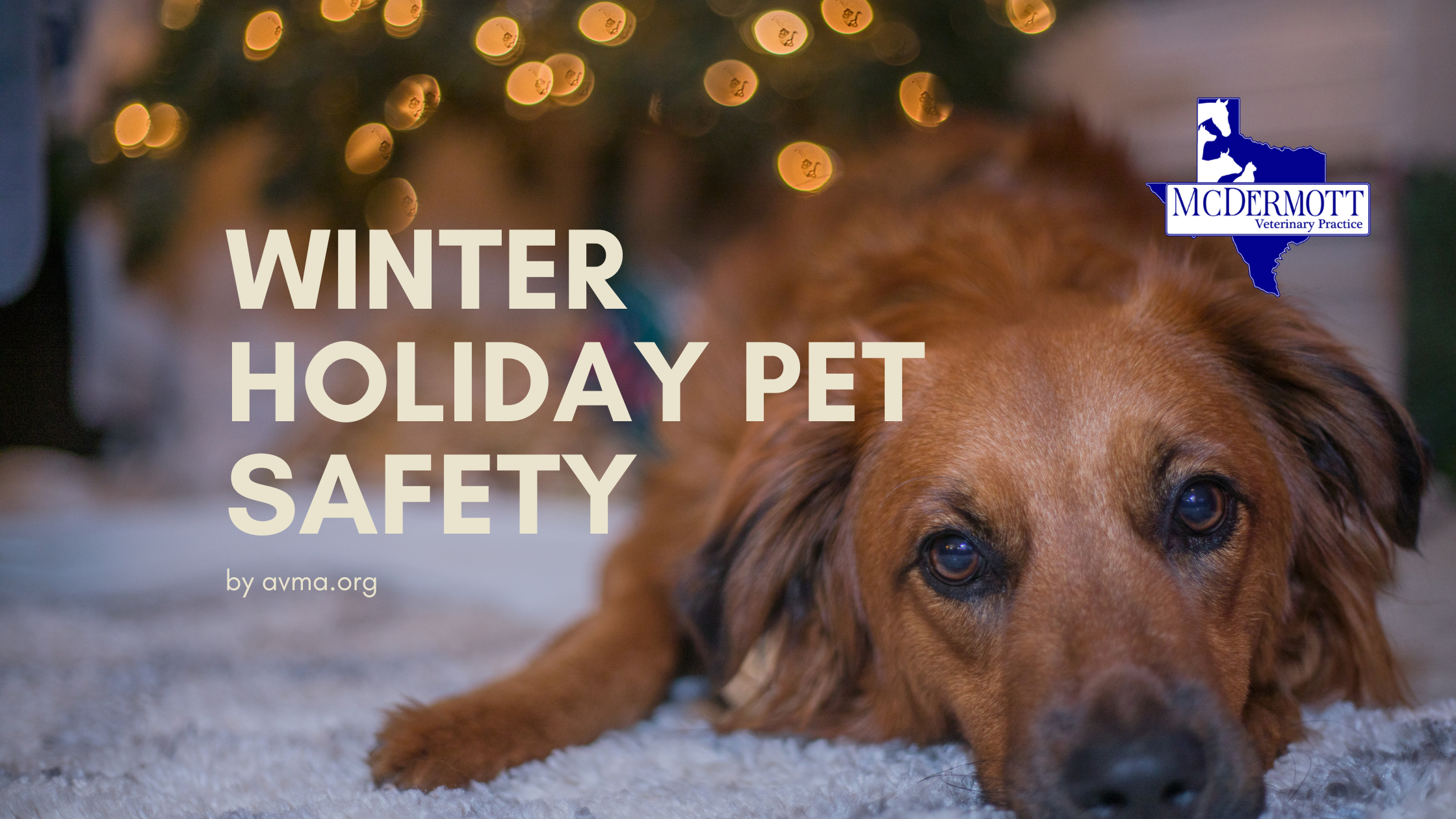Blog 2 — McDermott Veterinary Practice