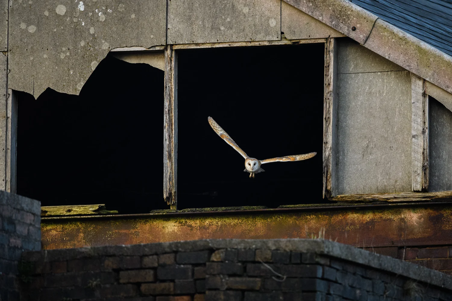 The Barn Owls of Chatterley Whitfield — Andrew Mason Photography