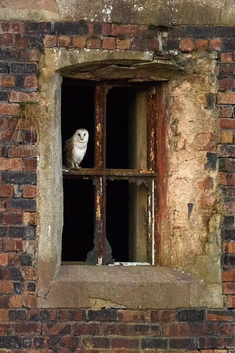 The Barn Owls of Chatterley Whitfield — Andrew Mason Photography
