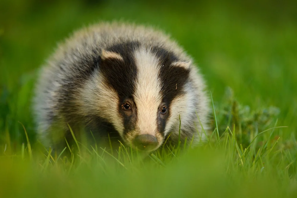 National Badger Day — Andrew Mason Photography