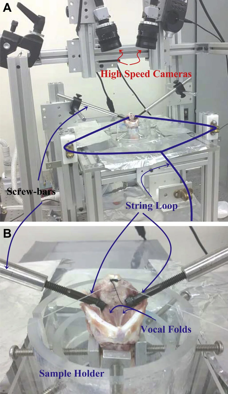 Measuring Strain in Porcine Vocal Folds with DIC — Correlated Solutions ...