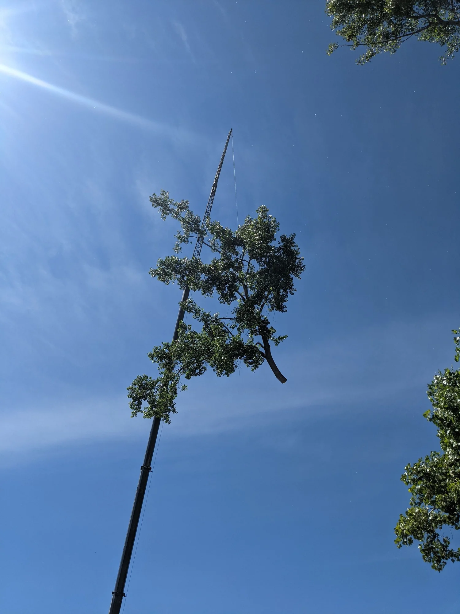 Holistic Tree Care — Stone Hearth Farm & Garden