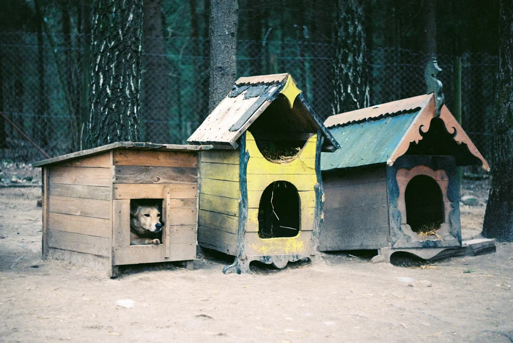 Dog House — The Wag Shack