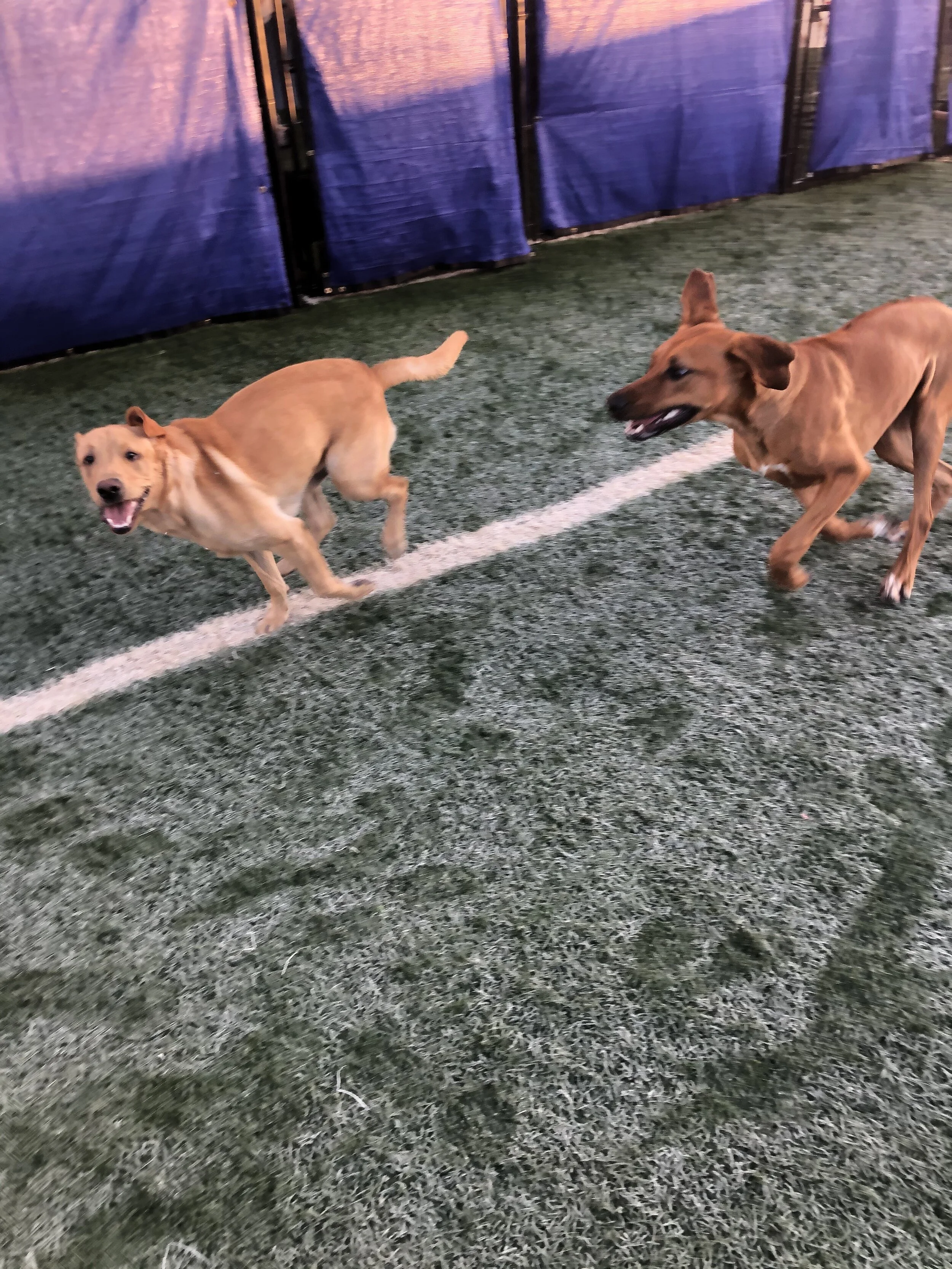 Daycare — The Wag Shack