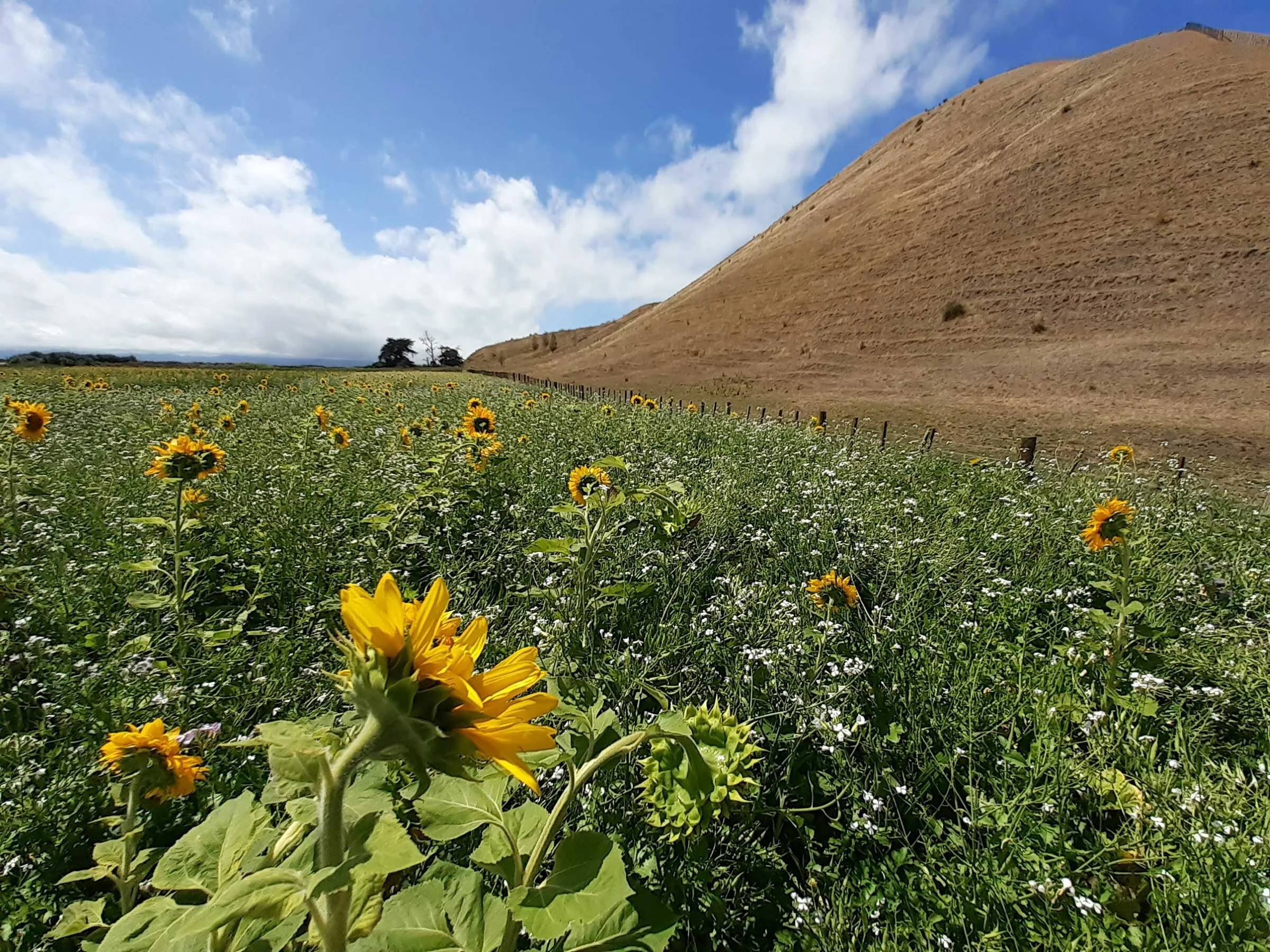 Orongo Station — Landscape Workshop