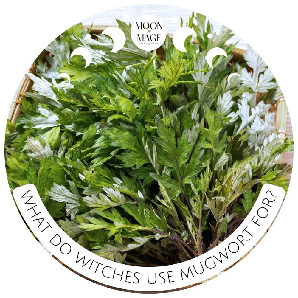 WHAT DO WITCHES USE MUGWORT FOR?