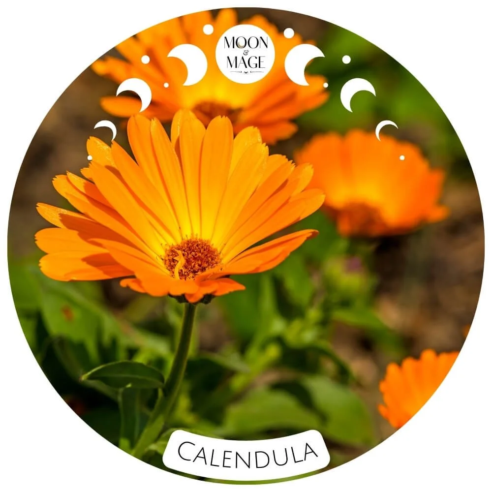 CALENDULA MAGICKAL PROPERTIES FOR SPELLS & WITCHCRAFT