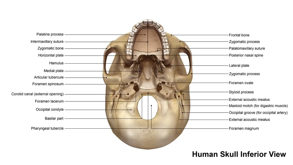 The Skeletal System: A Journey into the Framework of the Human Body ...