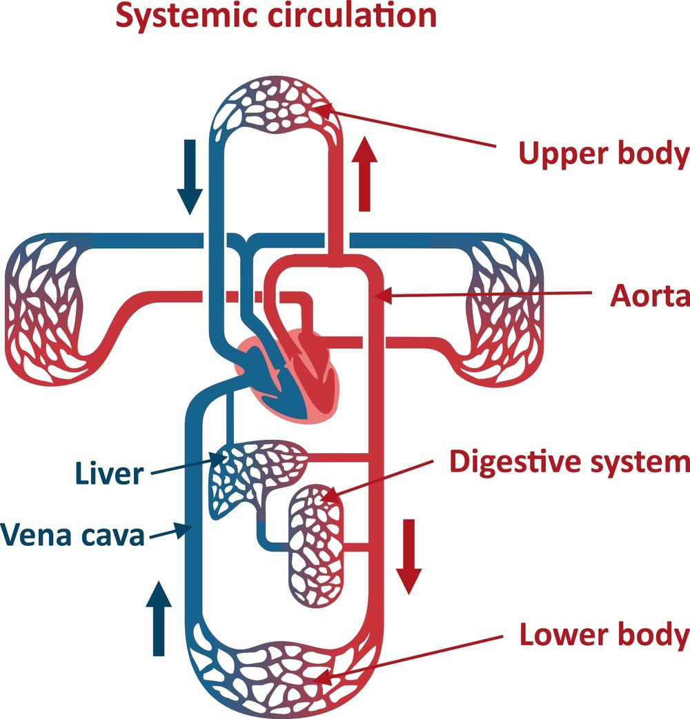 The Circulatory System — Mr Deniz Ates | Boxing Training