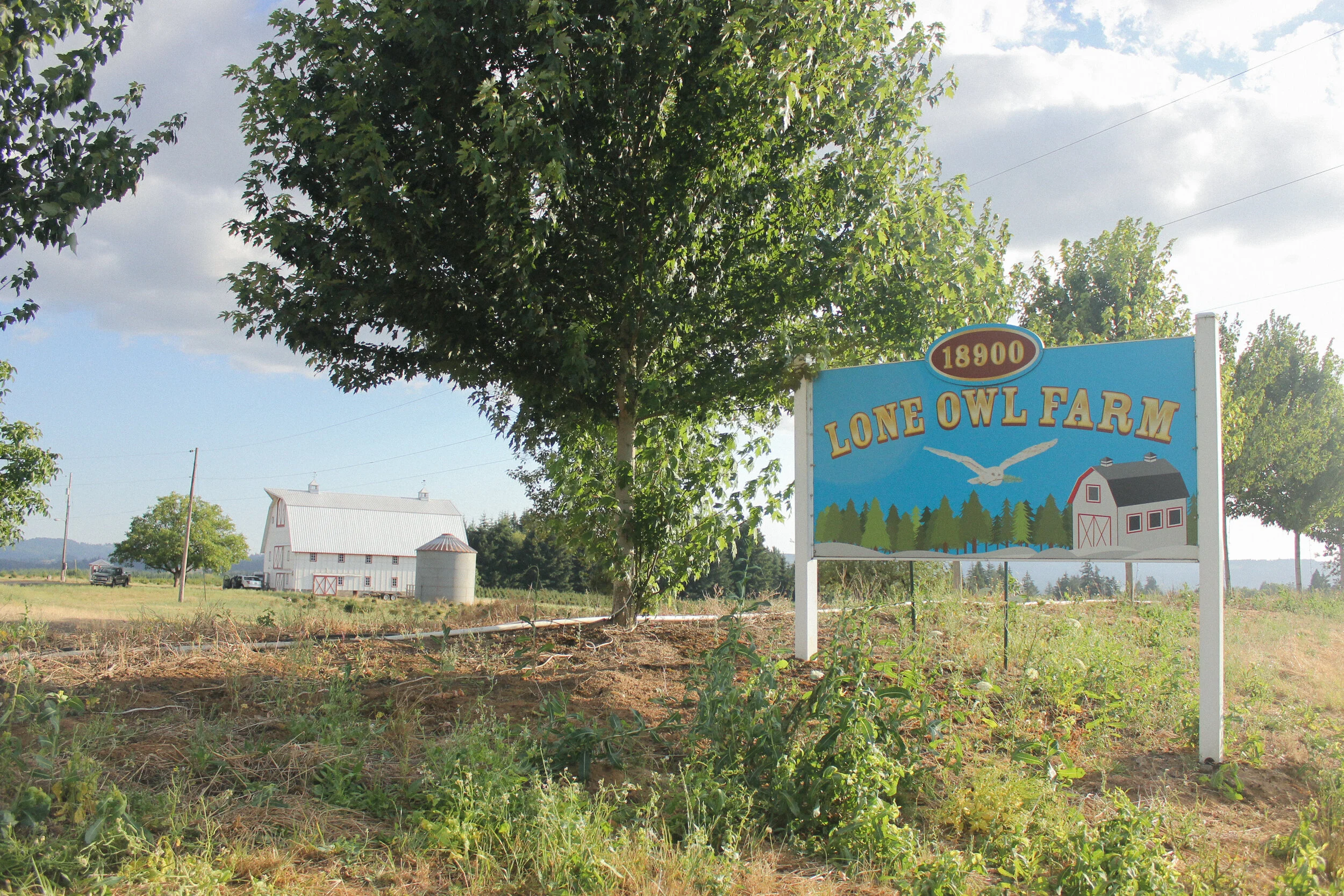 Lone Owl Farm