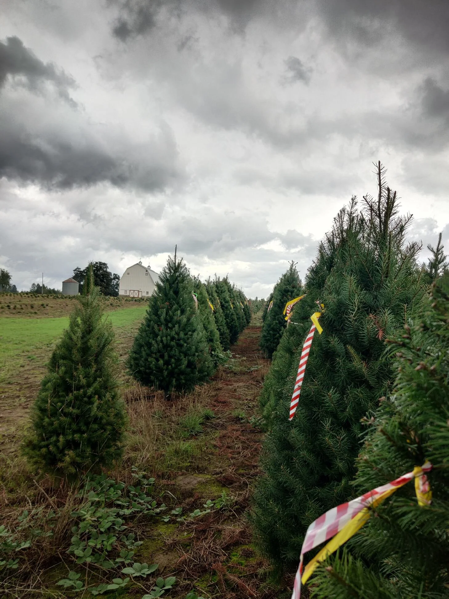 Lone Owl Farm