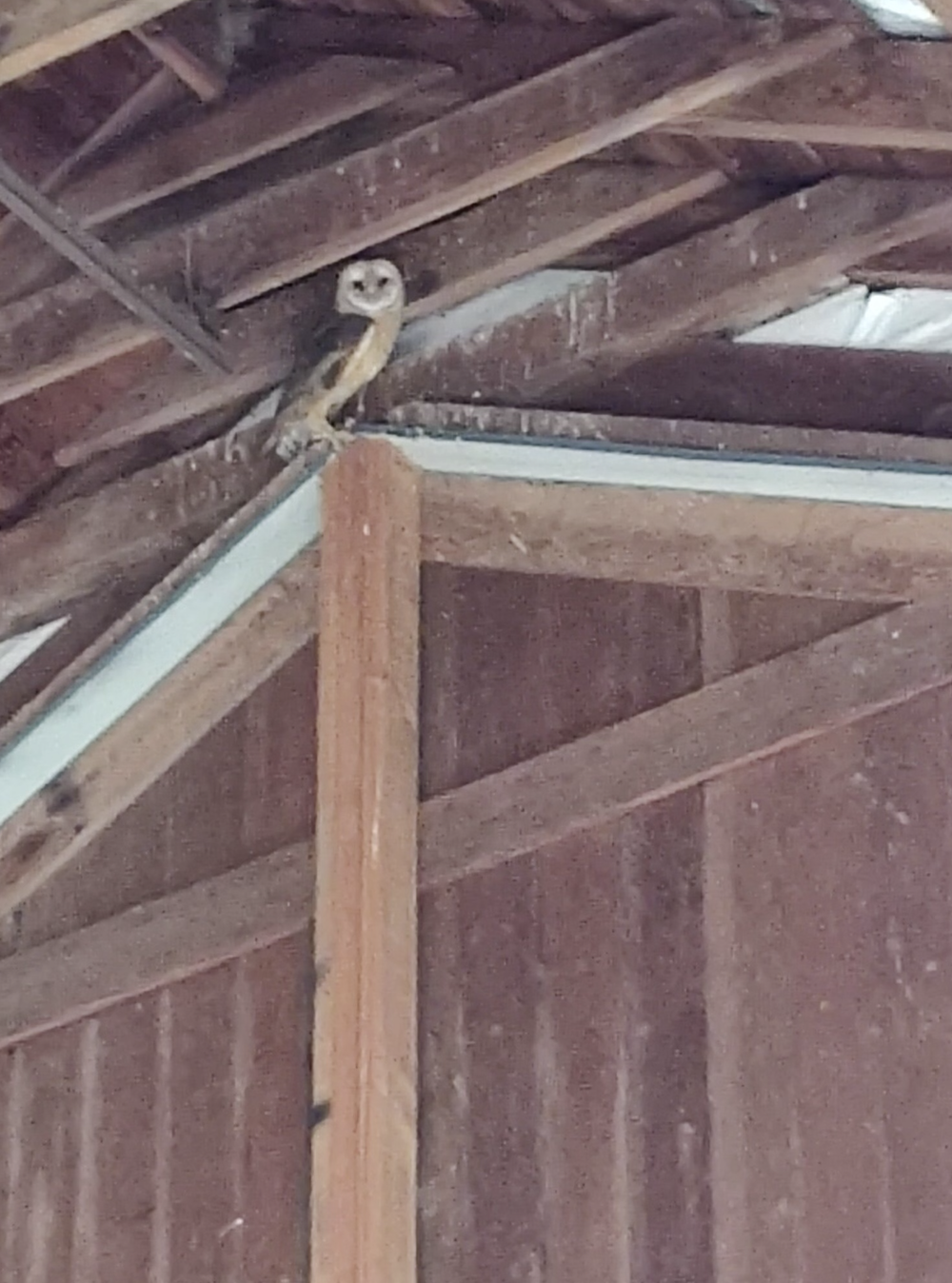 Lone Owl Farm