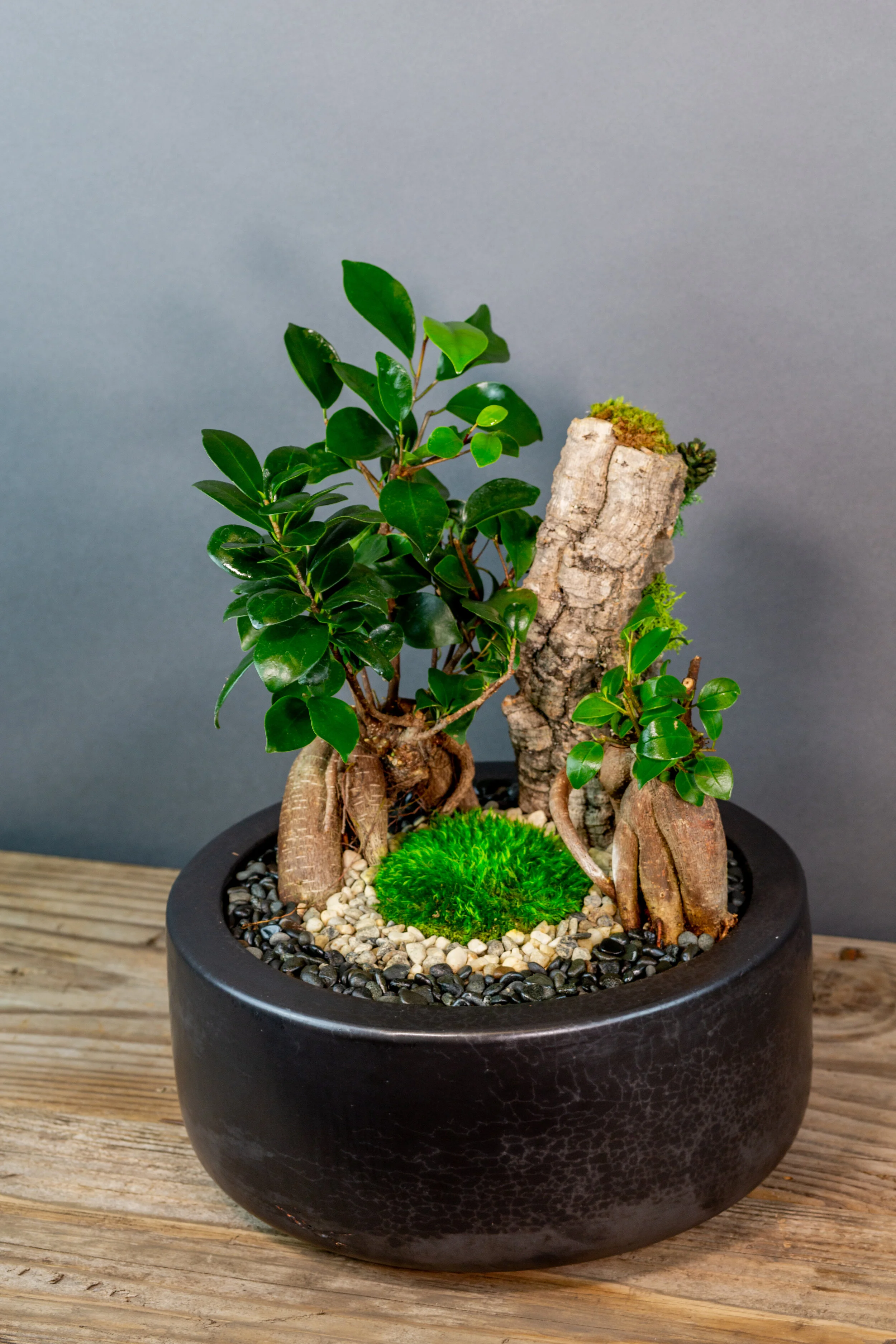 Ficus Bonsai