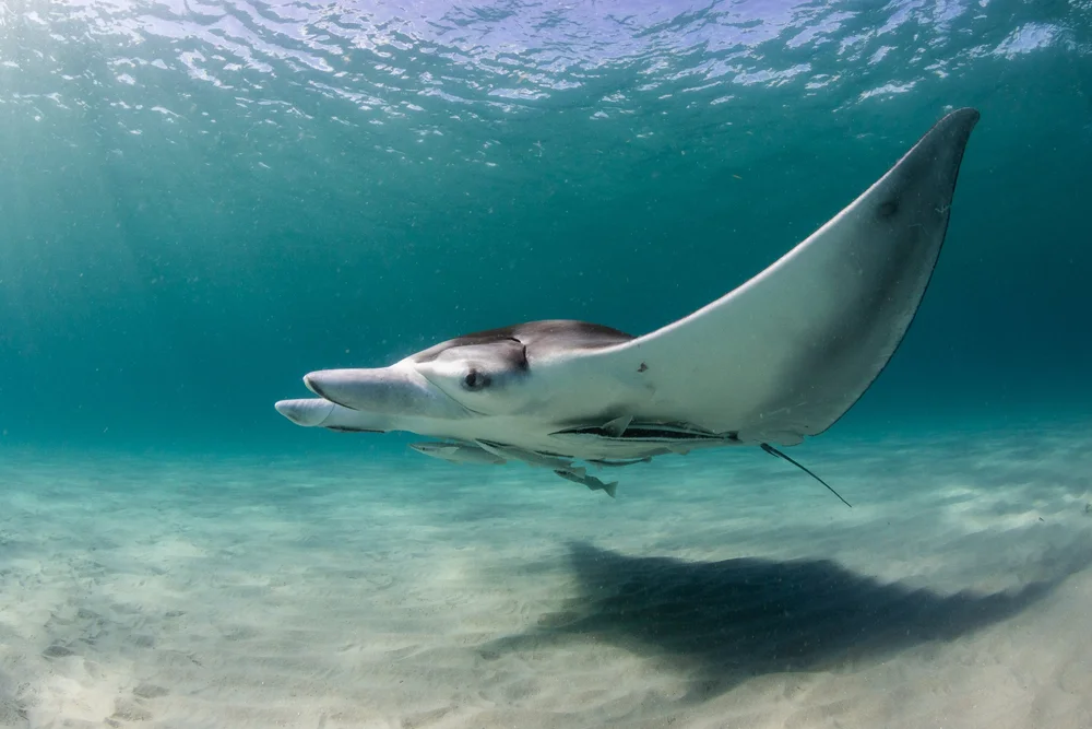 Third Manta Ray Species: Mobula yarae Discovered in Atlantic Ocean ...