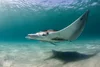 Third Manta Ray Species: Mobula yarae Discovered in Atlantic Ocean ...