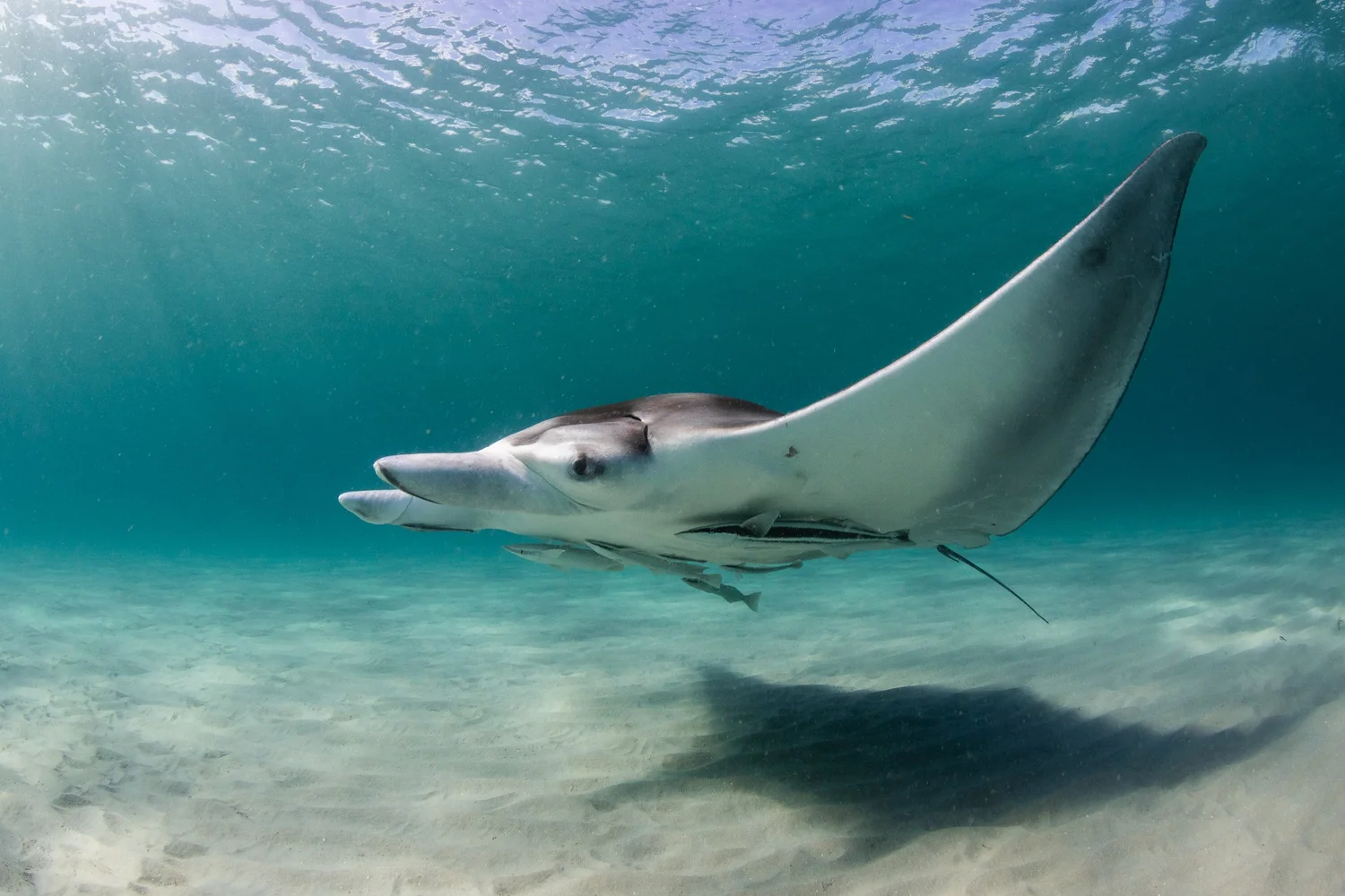 Third Manta Ray Species: Mobula yarae Discovered in Atlantic Ocean ...