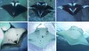 Third Manta Ray Species: Mobula yarae Discovered in Atlantic Ocean ...