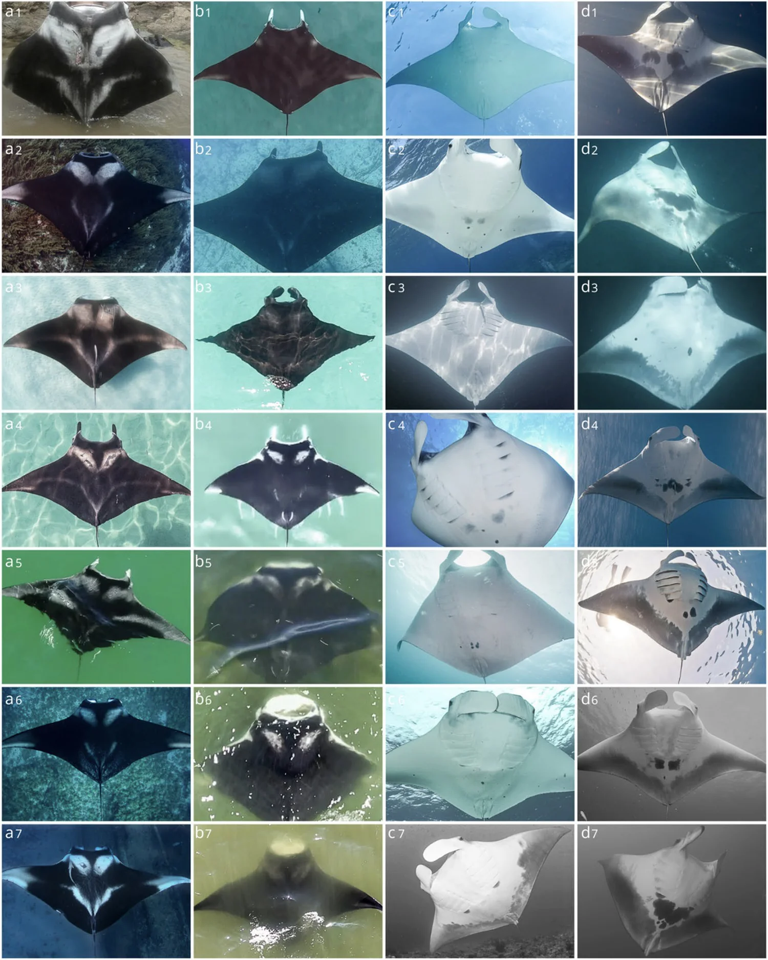 Third Manta Ray Species: Mobula yarae Discovered in Atlantic Ocean ...