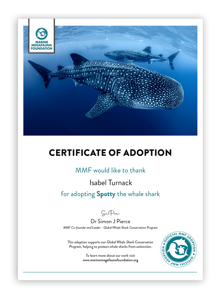 Adopt a Whale Shark - A Whale Shark Adoption is the perfect Gift for ...